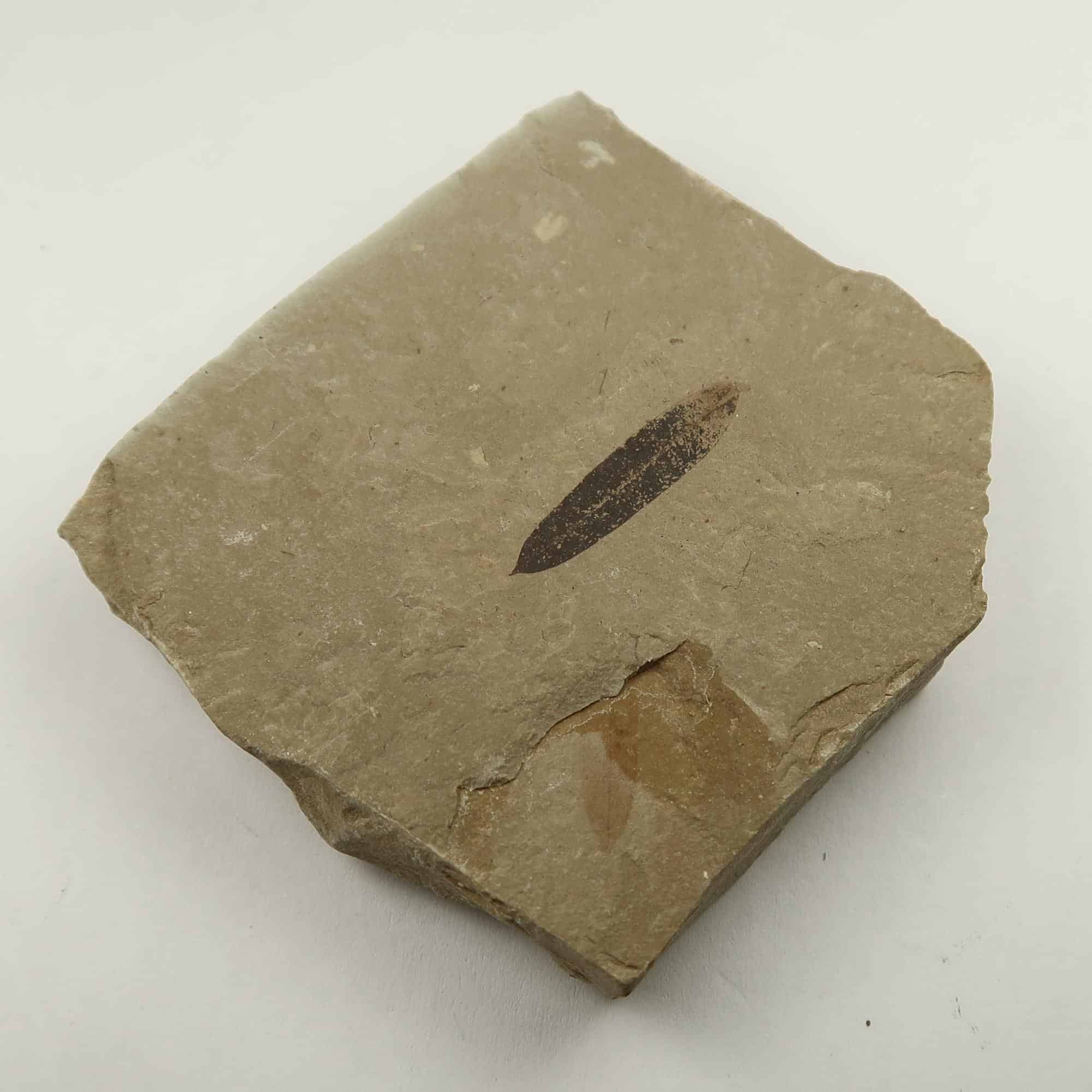 Green river formation plant fossils | UK Fossil Shop