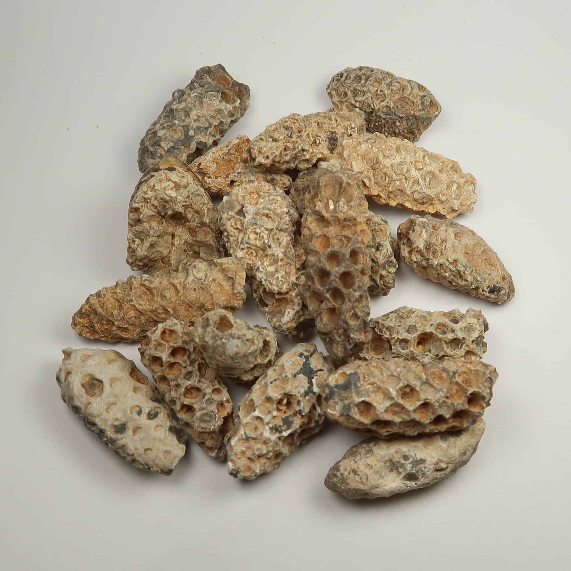 Fossil pine cones from Morocco | UK Fossil Shop