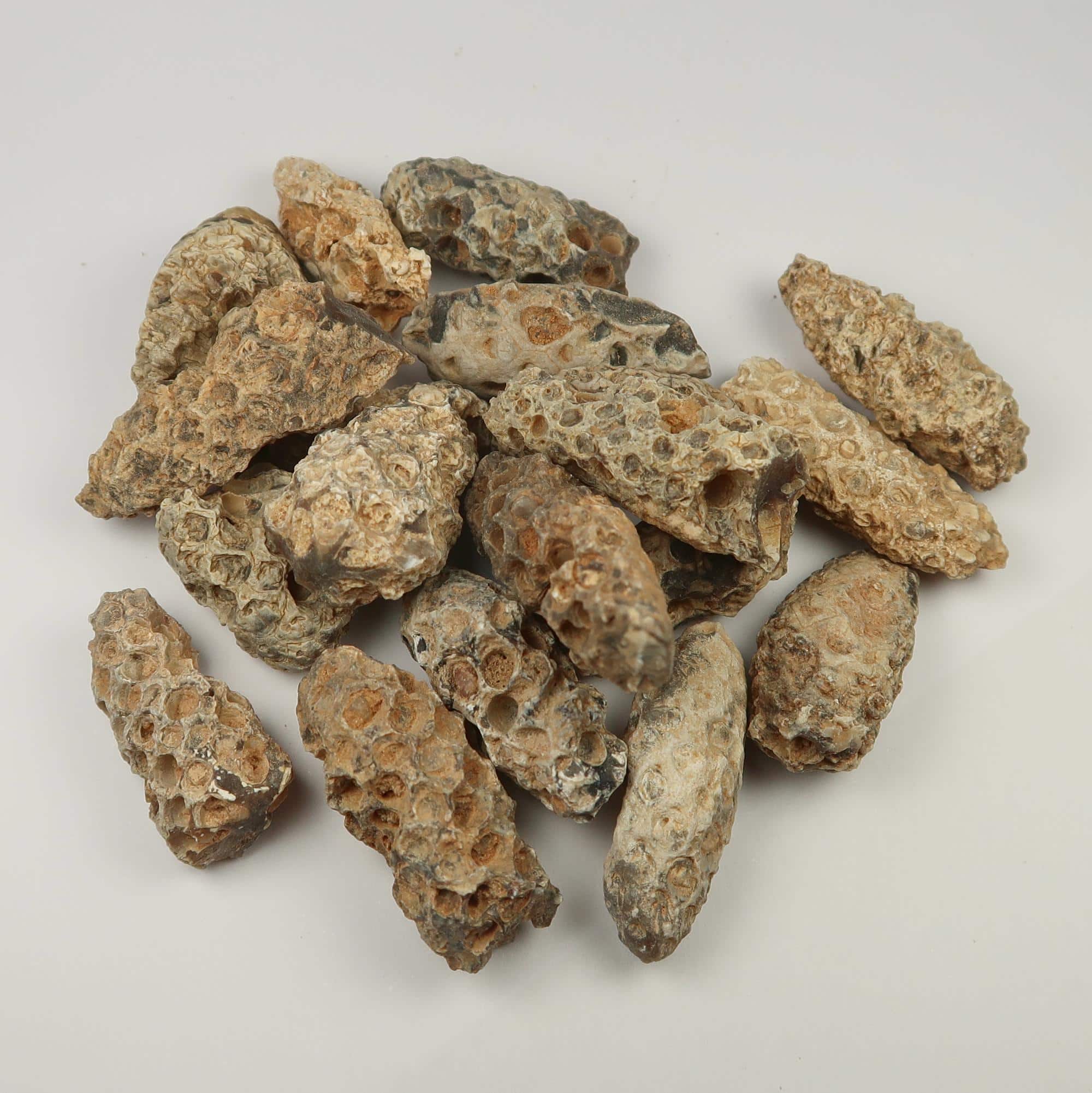 Fossil pine cones from Morocco | UK Fossil Shop