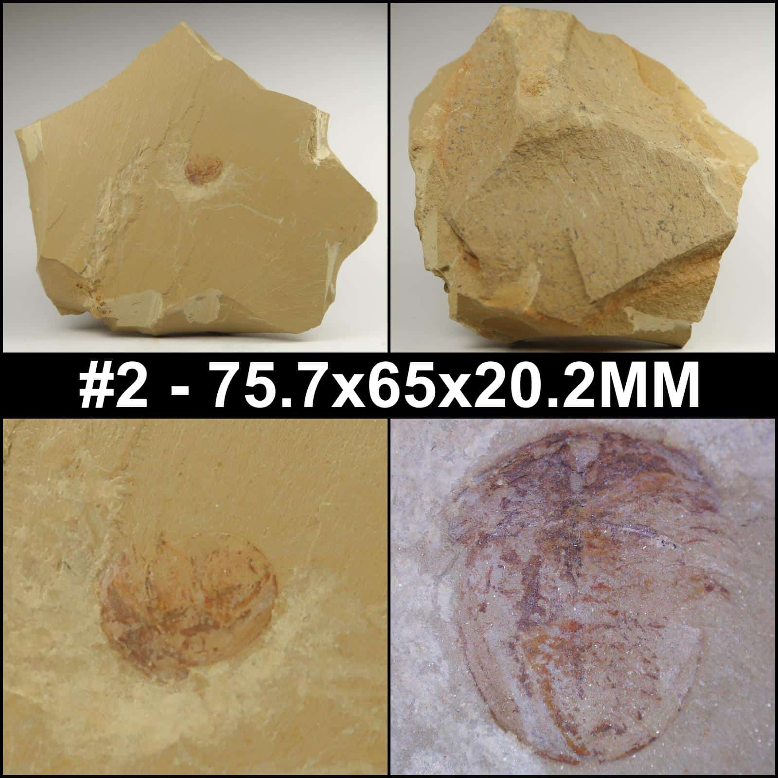 Naraoia arthropod fossils | Buy fossil Arthropods Online UK