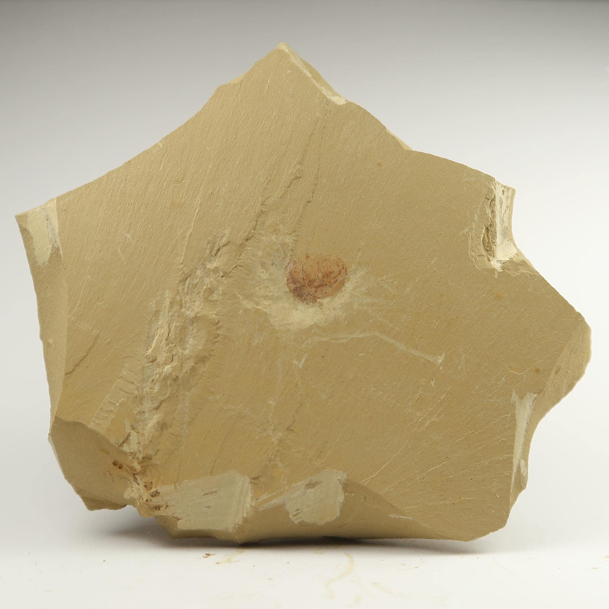 Naraoia arthropod fossils | Buy fossil Arthropods Online UK