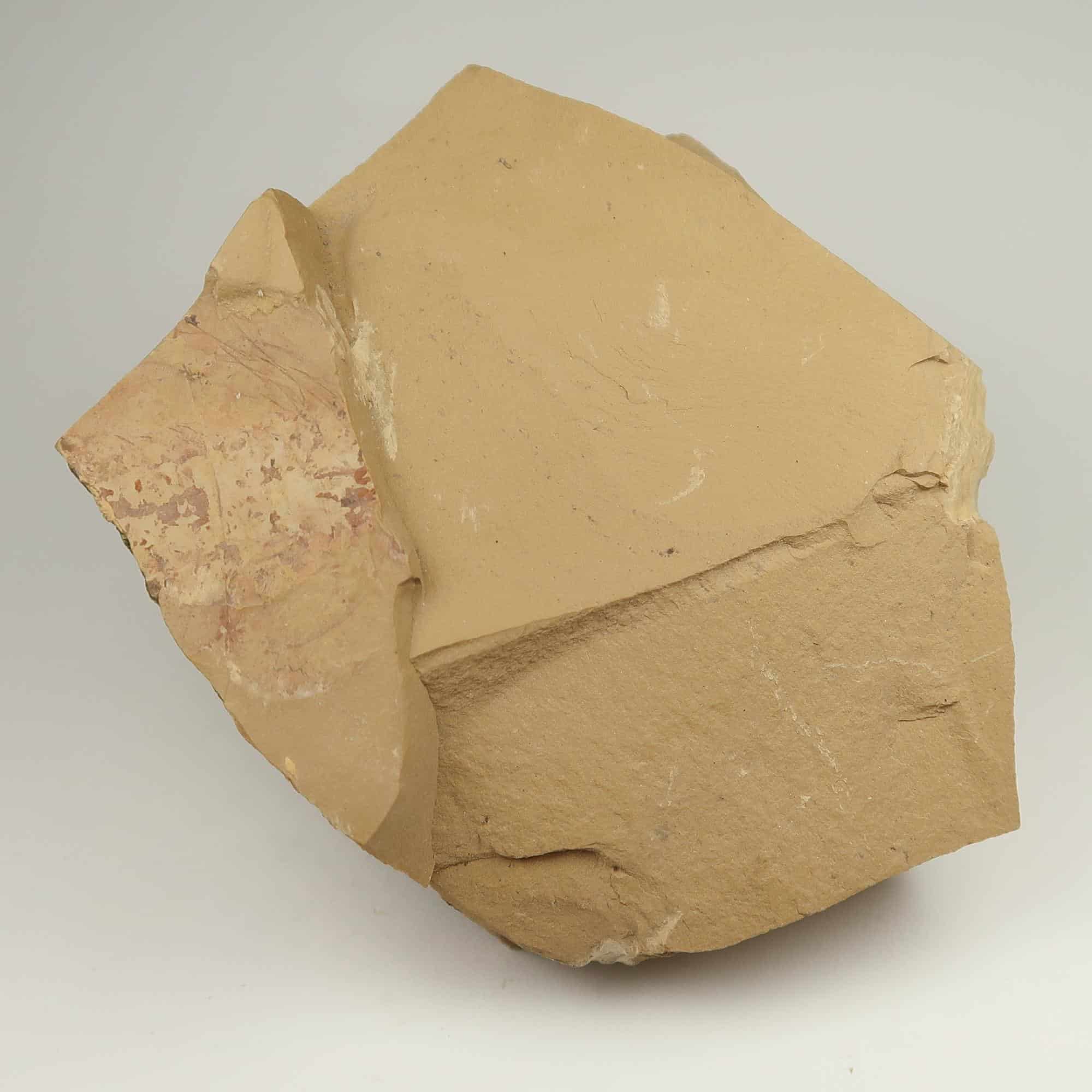 Naraoia arthropod fossils | Buy fossil Arthropods Online UK