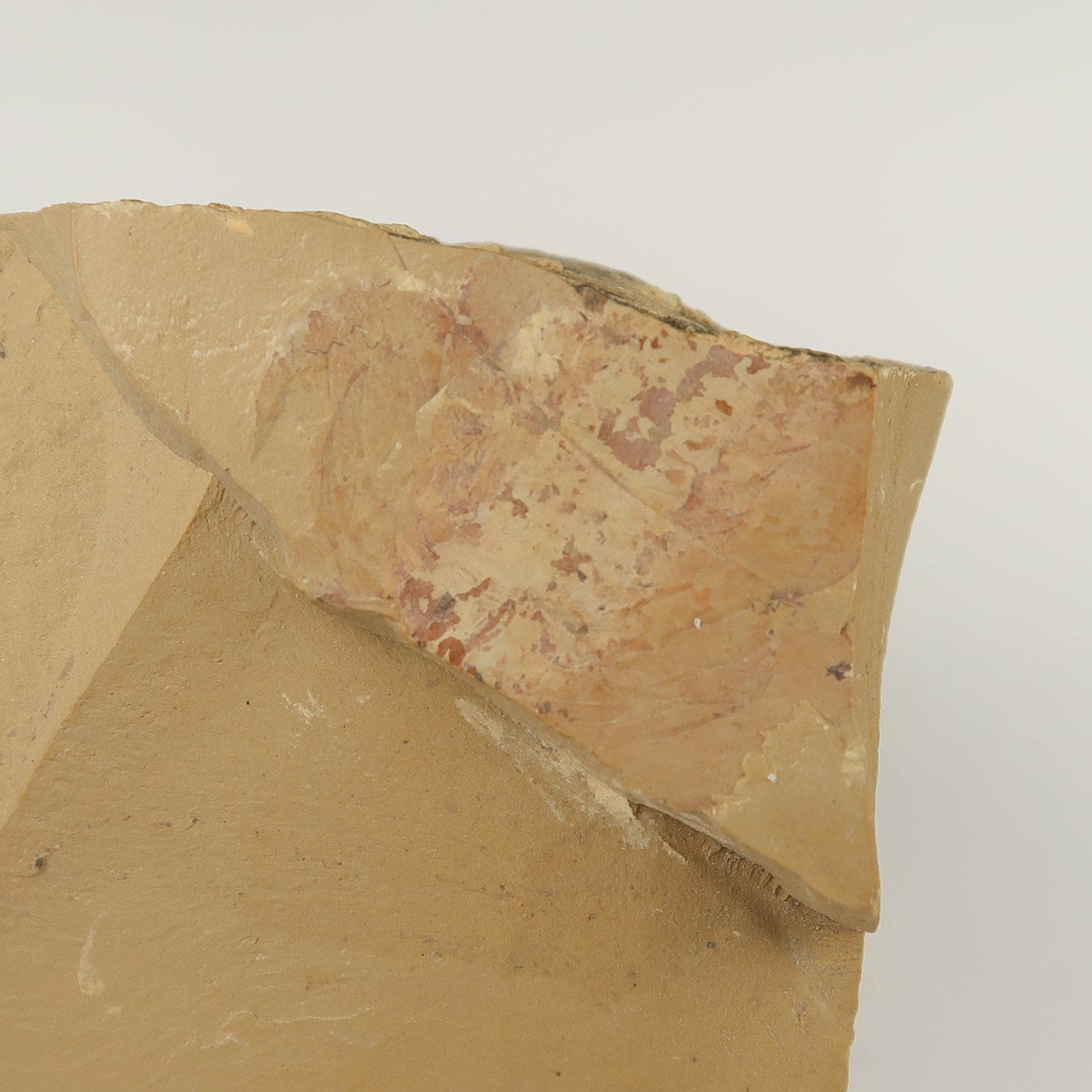 Naraoia arthropod fossils | Buy fossil Arthropods Online UK