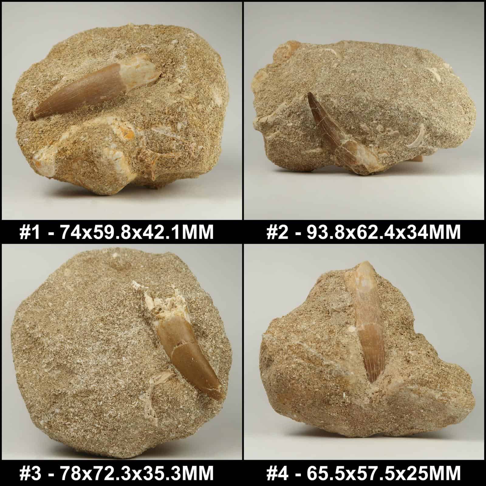 Fossil Plesiosaur teeth on matrix | Buy Marine Reptile fossils