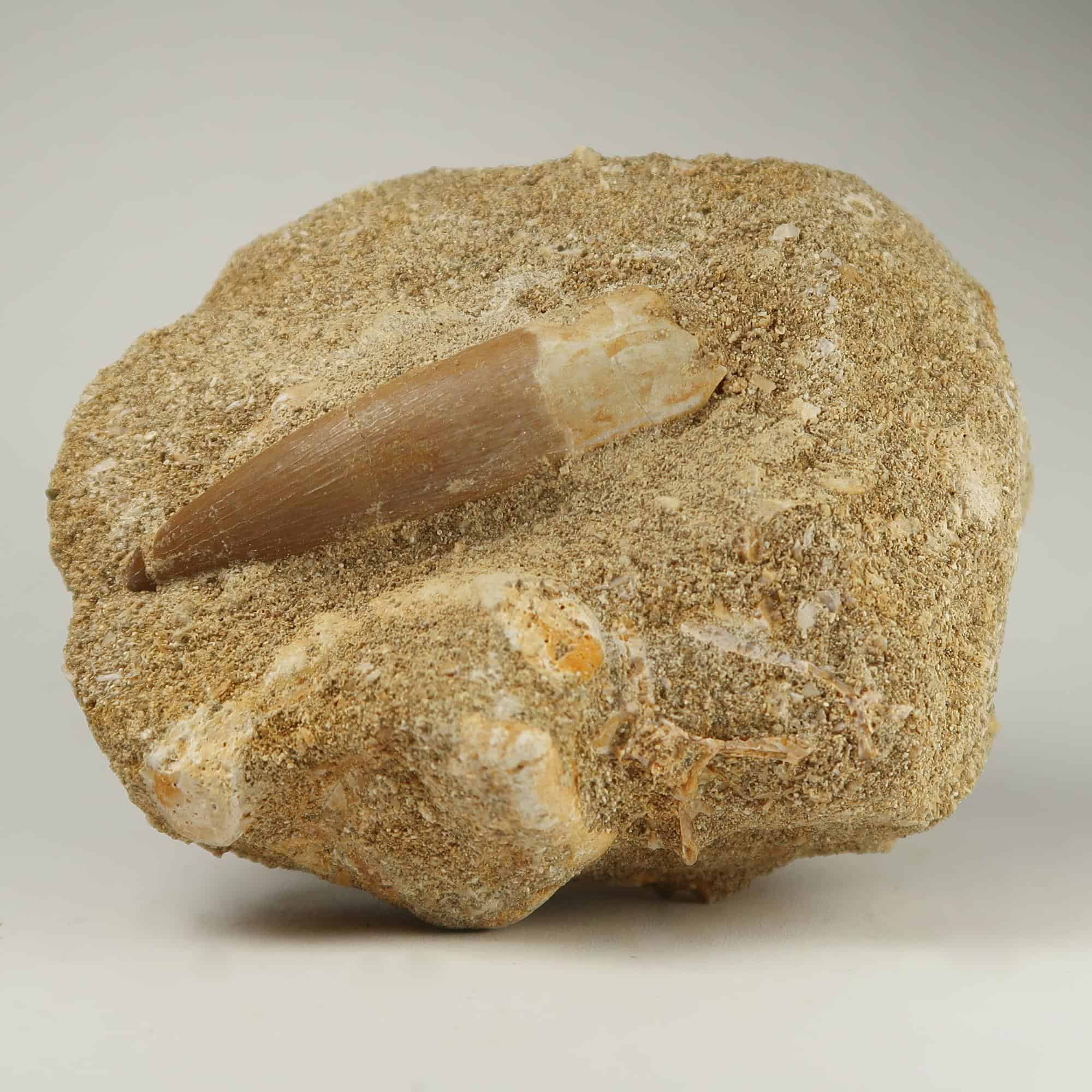 Fossil Plesiosaur teeth on matrix | Buy Marine Reptile fossils