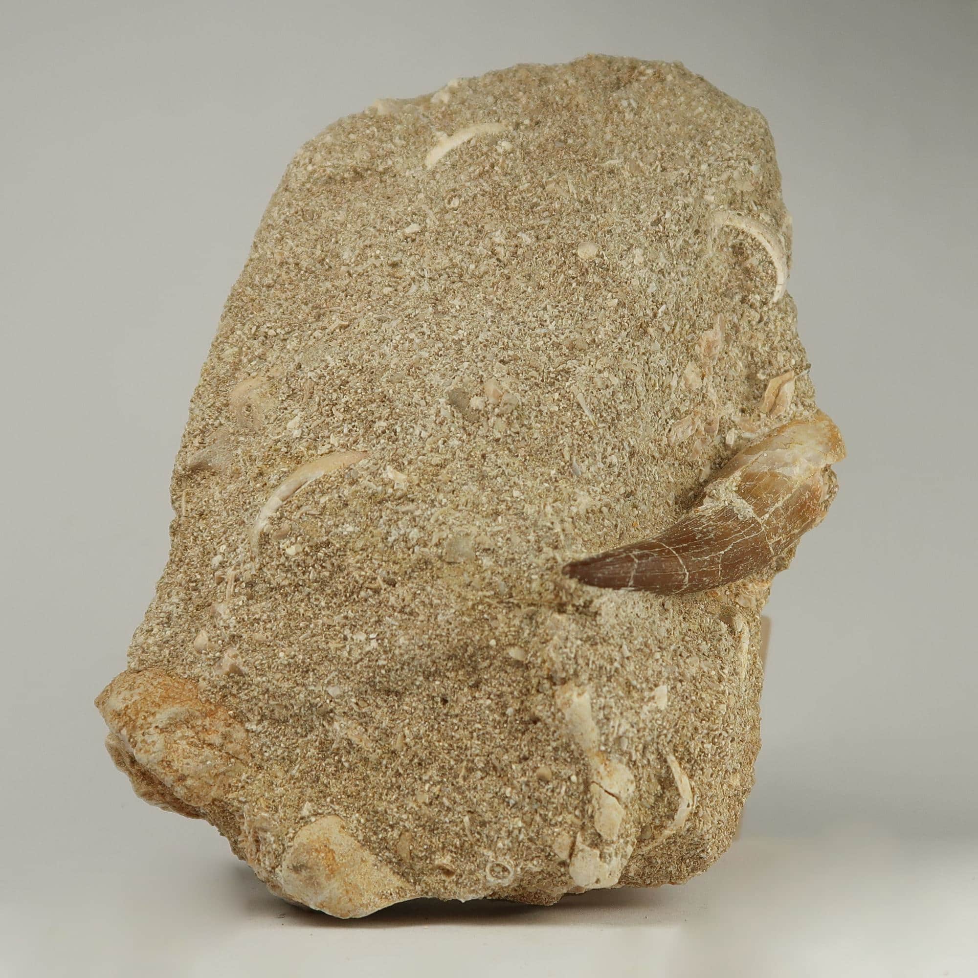 Fossil Plesiosaur teeth on matrix | Buy Marine Reptile fossils