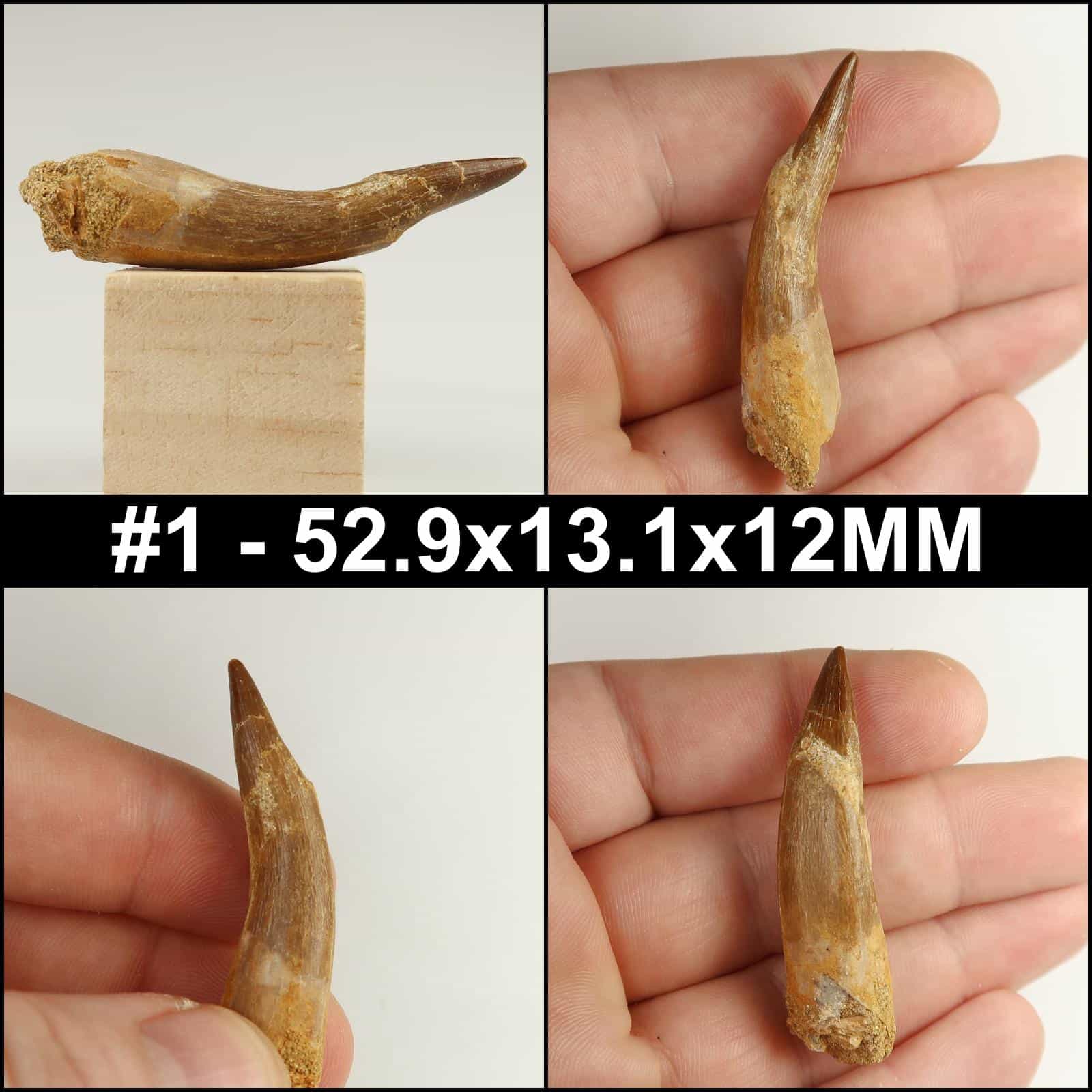 Plesiosaur tooth fossils | Buy marine reptile fossils | UK Shop