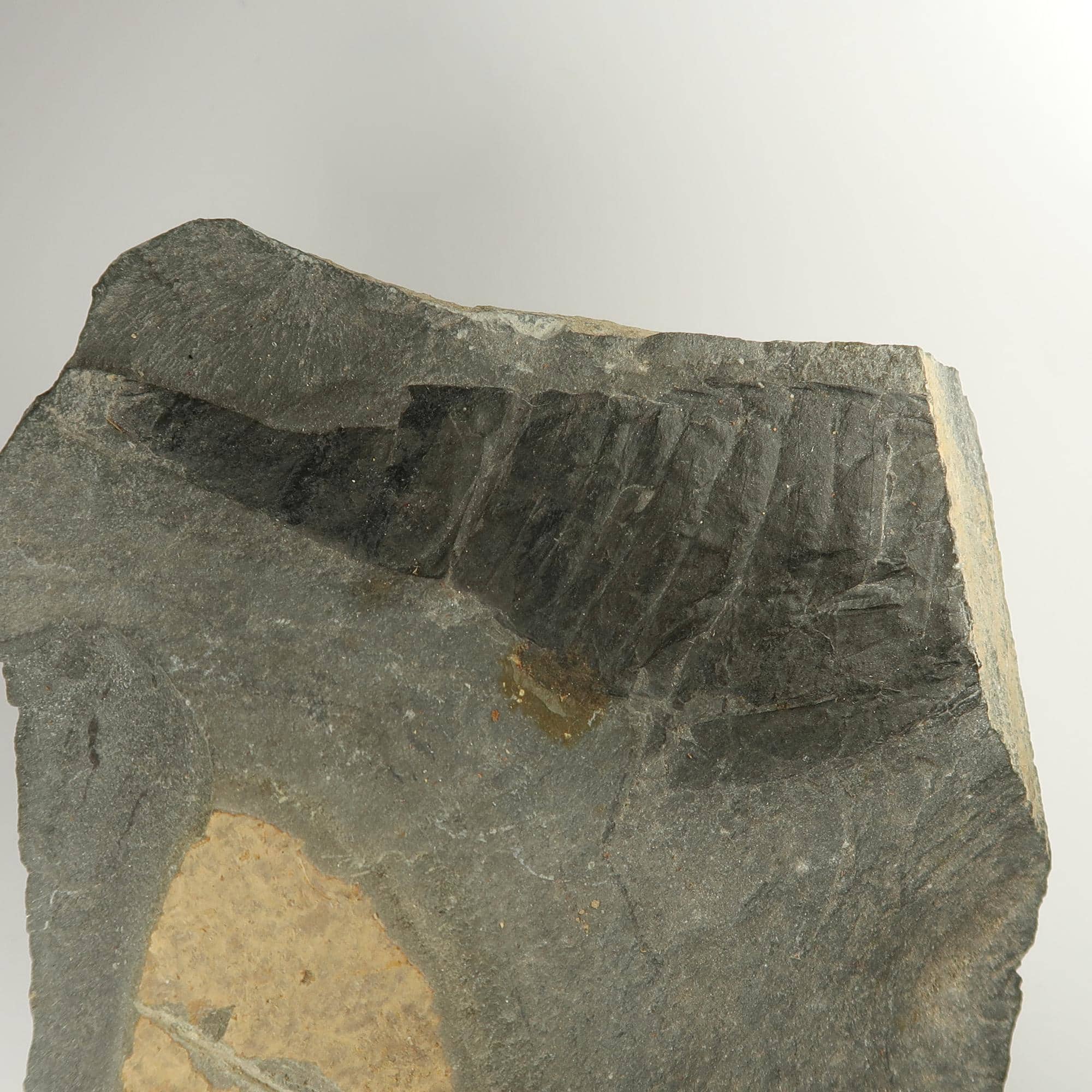 Eurypterid fossils | Fossilised 'Sea Scorpions' | UK Shop