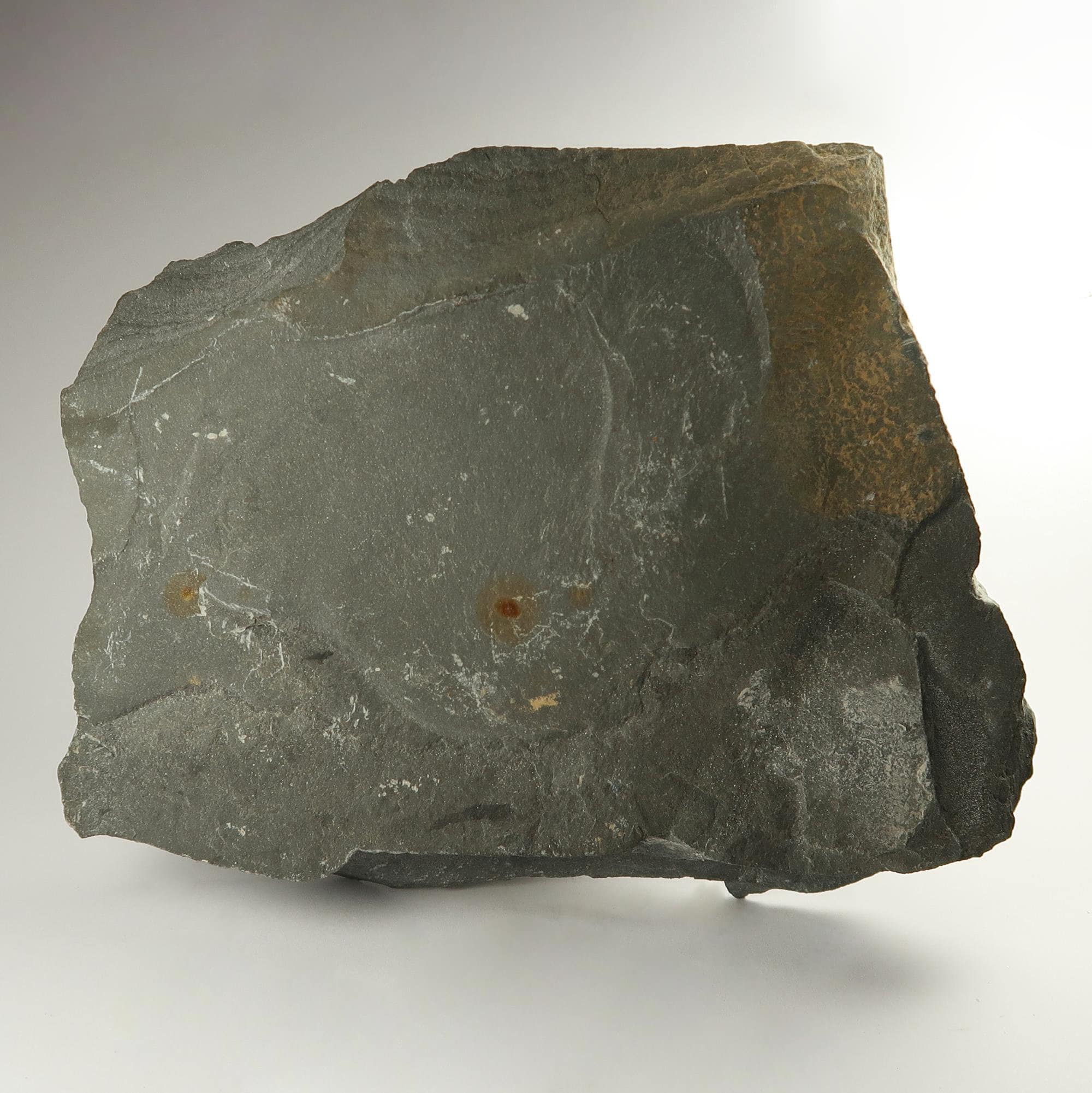 Eurypterid fossils | Fossilised 'Sea Scorpions' | UK Shop