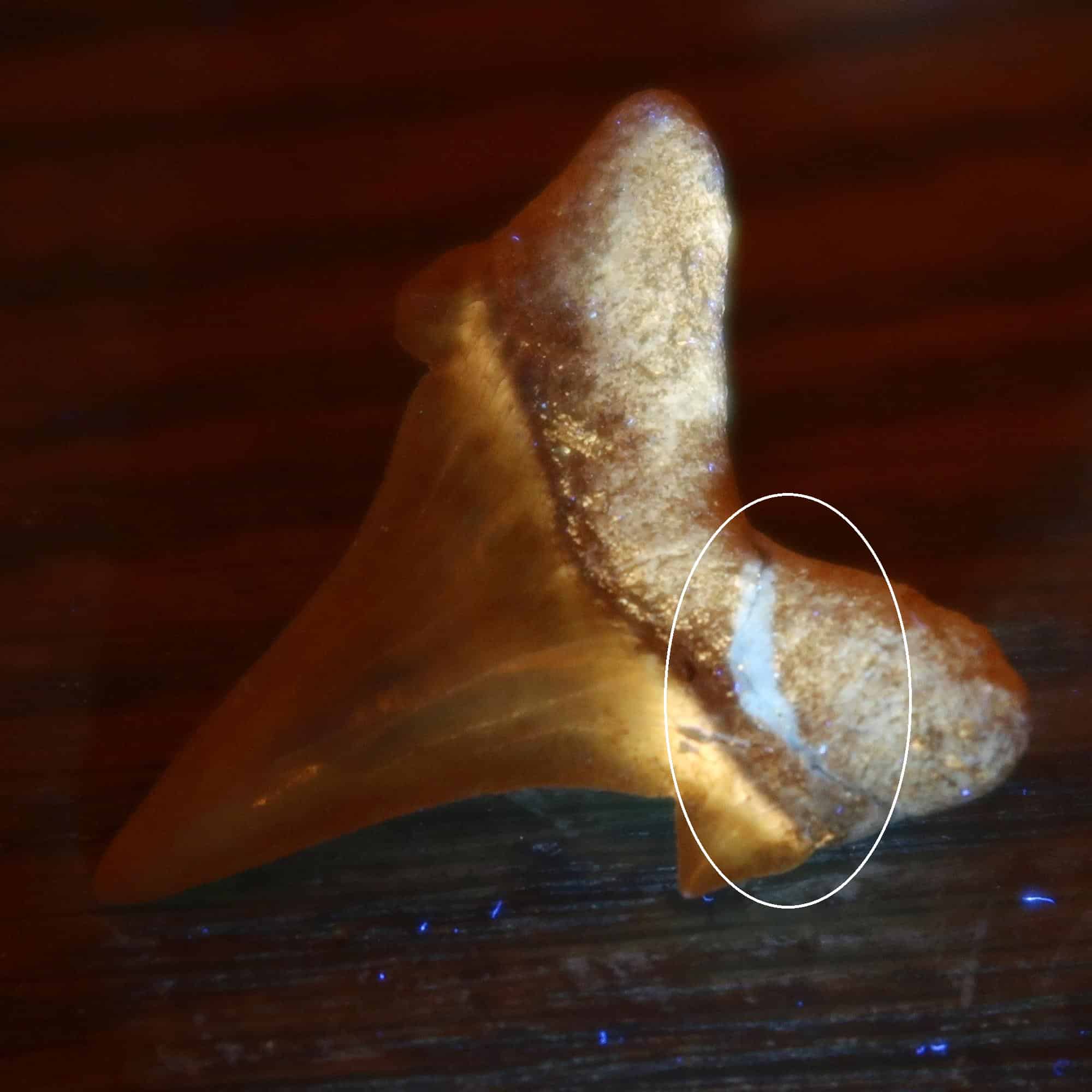 Fossil repairs: Repaired and restored sharks teeth