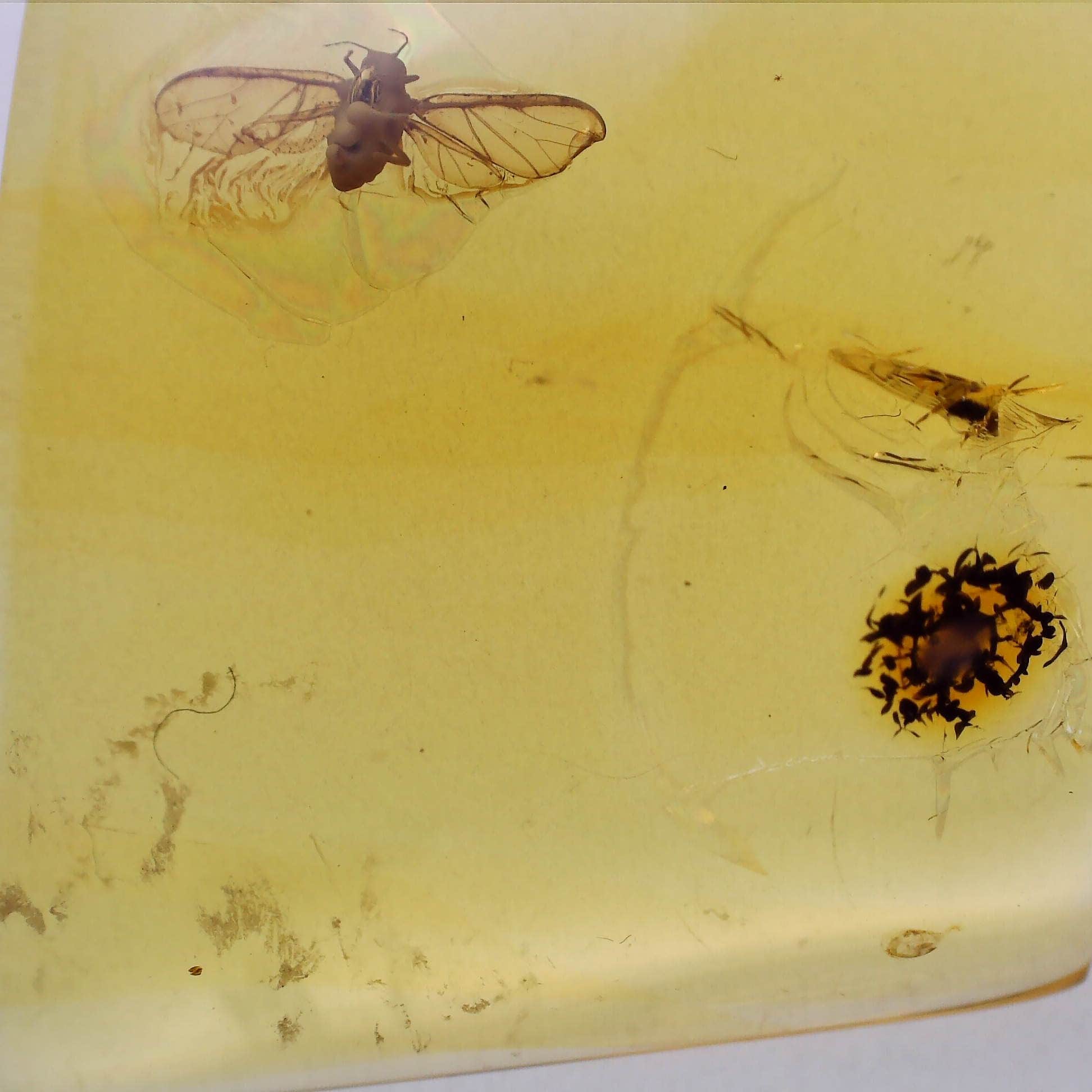 Aphididae insect inclusion in Baltic Amber