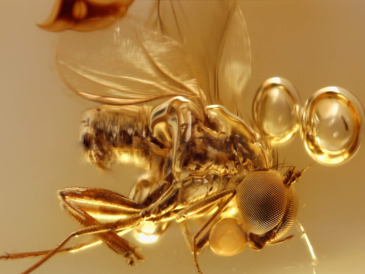 Dolichopodidae insect inclusion in Baltic Amber - Albion Fire and Ice