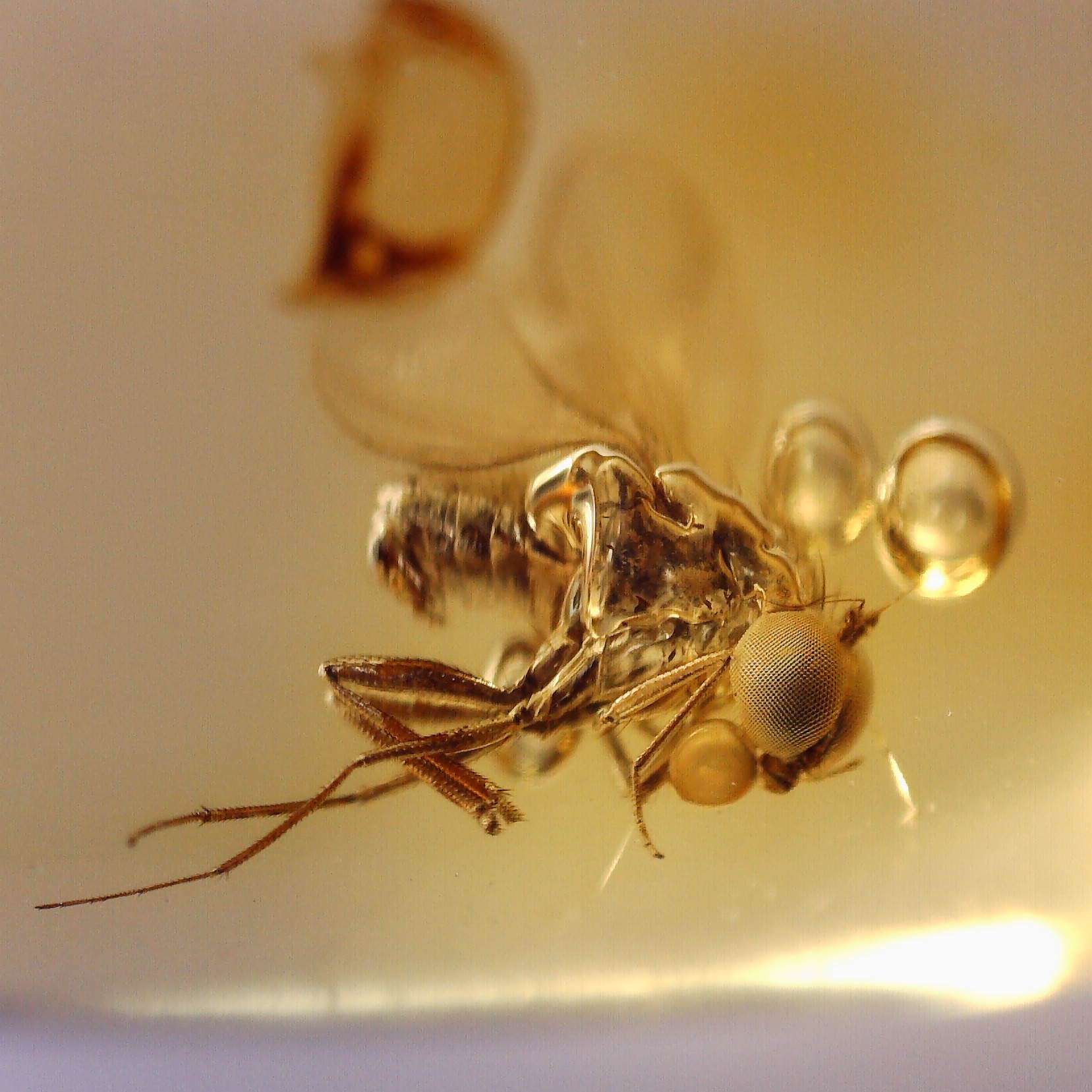 Dolichopodidae insect inclusion in Baltic Amber - Albion Fire and Ice