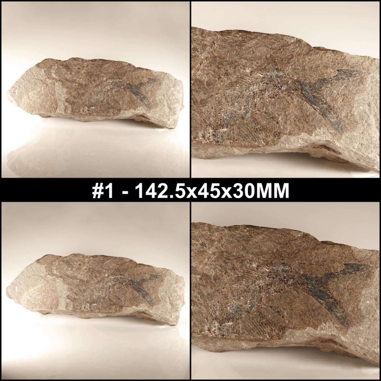 Palaeoniscum fish fossils | Buy genuine fish fossils | UK Shop