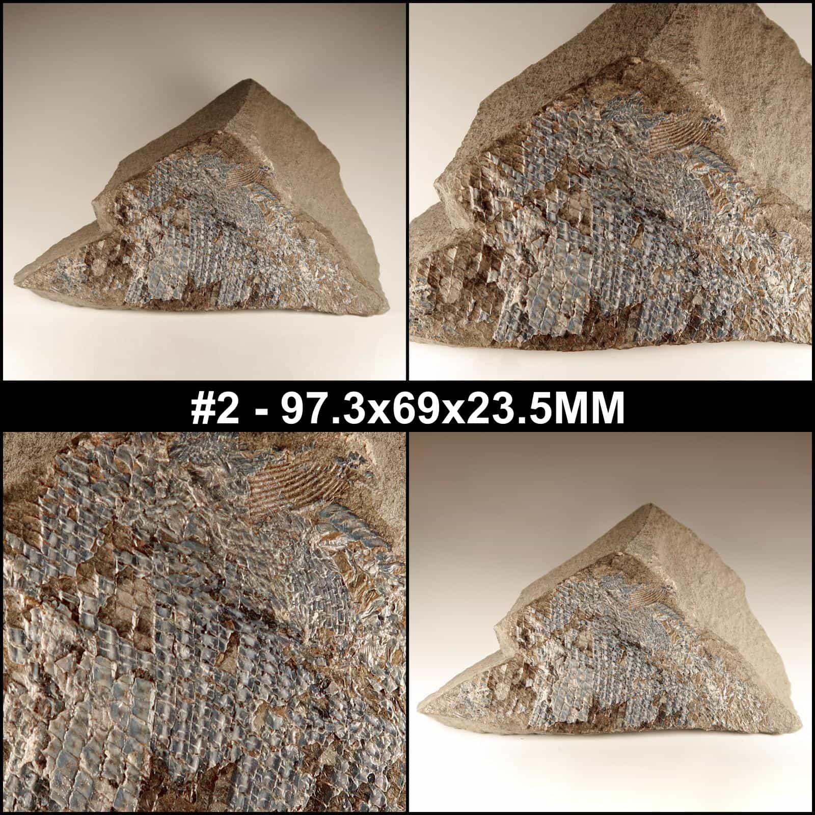 Palaeoniscum fish fossils | Buy genuine fish fossils | UK Shop