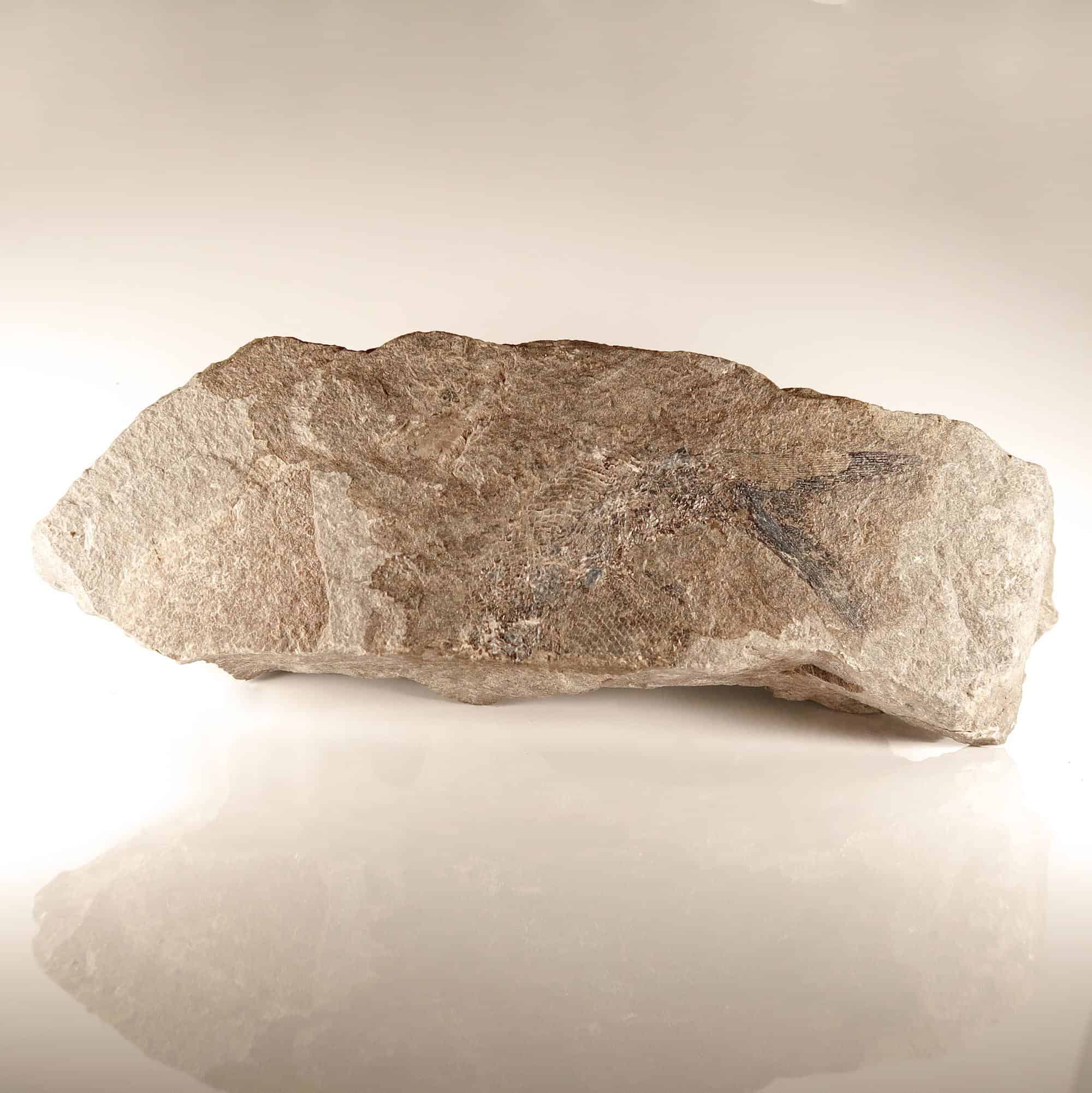 Palaeoniscum fish fossils | Buy genuine fish fossils | UK Shop