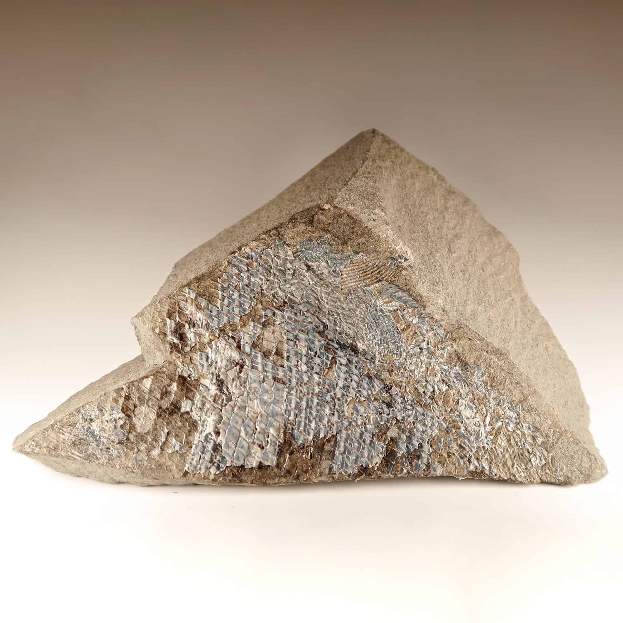 Palaeoniscum fish fossils | Buy genuine fish fossils | UK Shop