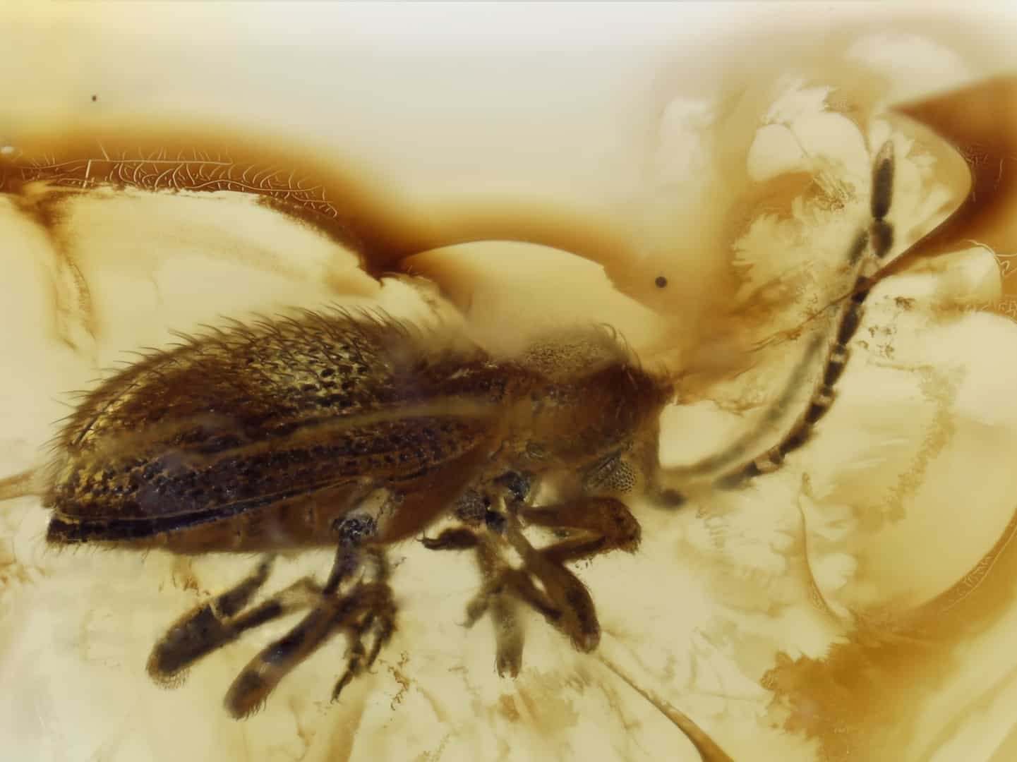 Ptinidae insect inclusion in Baltic Amber | Insect Inclusions in Amber