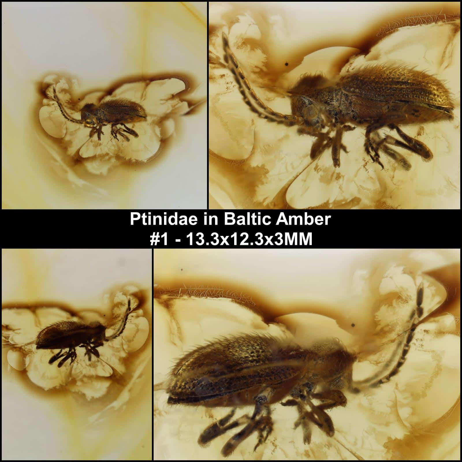 Ptinidae insect inclusion in Baltic Amber | Insect Inclusions in Amber