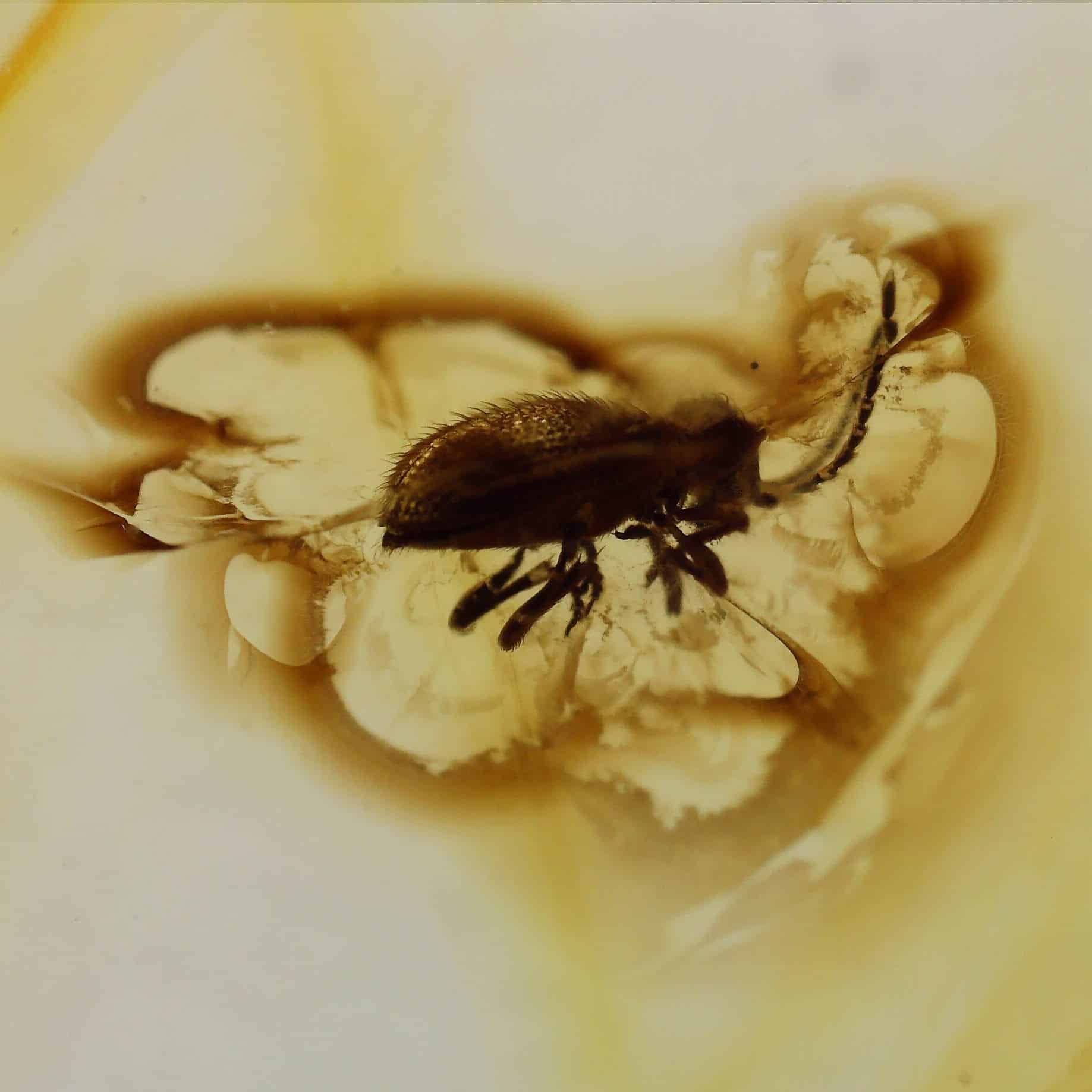 Ptinidae insect inclusion in Baltic Amber | Insect Inclusions in Amber
