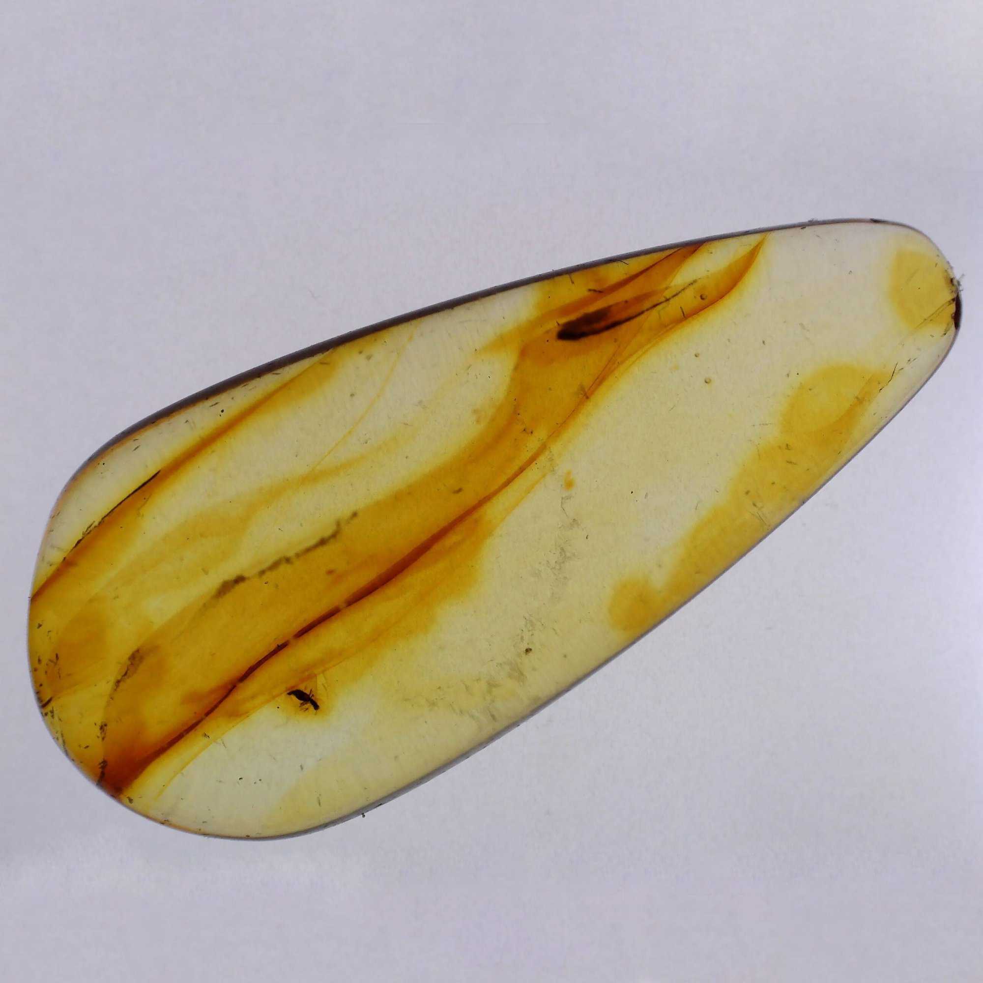 Buy Baltic Amber with Insect Inclusions Online - UK Gems