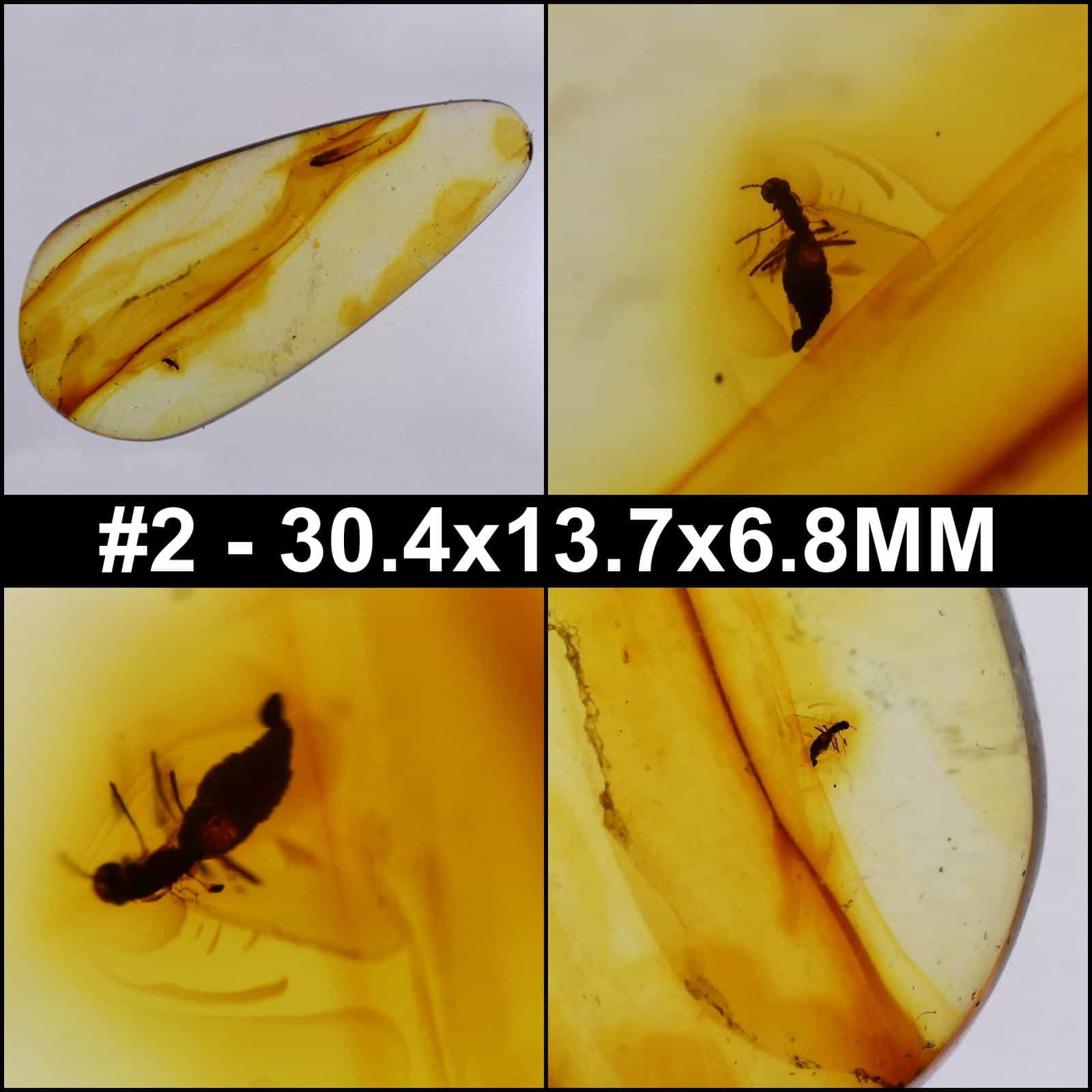Buy Baltic Amber with Insect Inclusions Online - UK Gems
