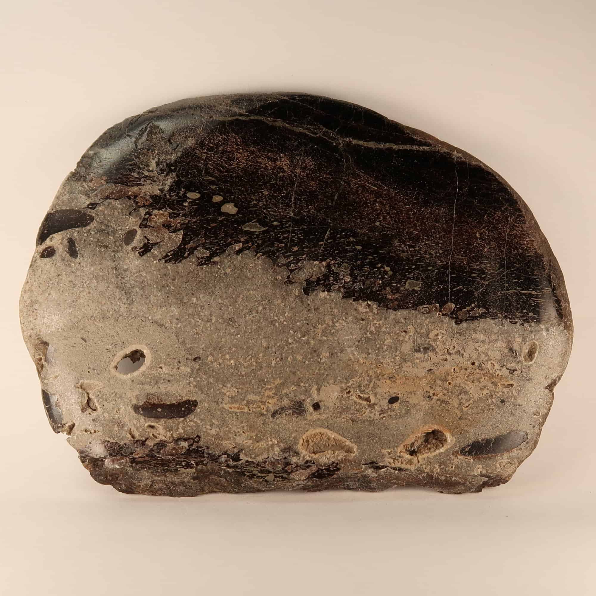 Polished Iguanodon Dinosaur Bone Slices - UK Fossil Shop